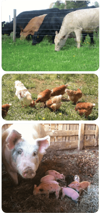 What We Do – Bendy Brook Farm